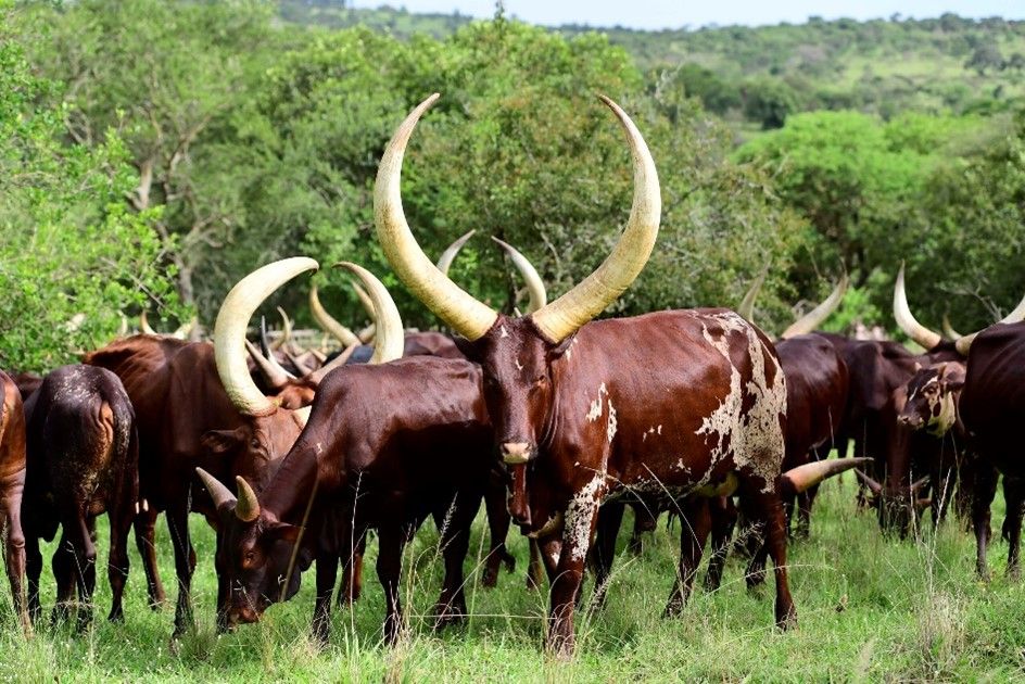 Fostering Water Security and Catchment Resilience in Uganda’s Cattle ...