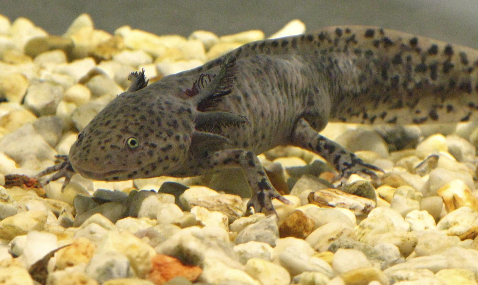 Facts about axolotls | Conservation International