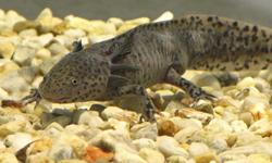 Facts about axolotls | Conservation International
