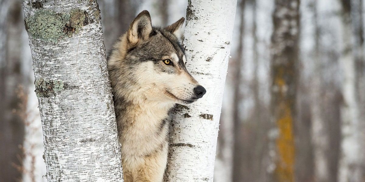 Gray Wolf Removal from Endangered Species List Upheld by Oregon Court ...