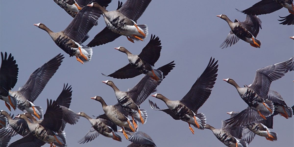 Arkansas Offers Managed Hunts for Specklebelly Geese | HuntReminder