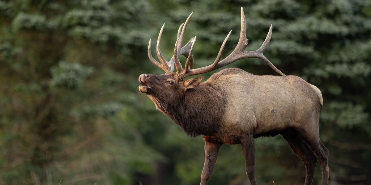 Results of Nebraska’s First Elk Depredation Season | HuntReminder