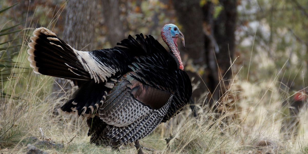 New Mexico Game and Fish Will Hold a Public Meeting on Delisting Gould ...