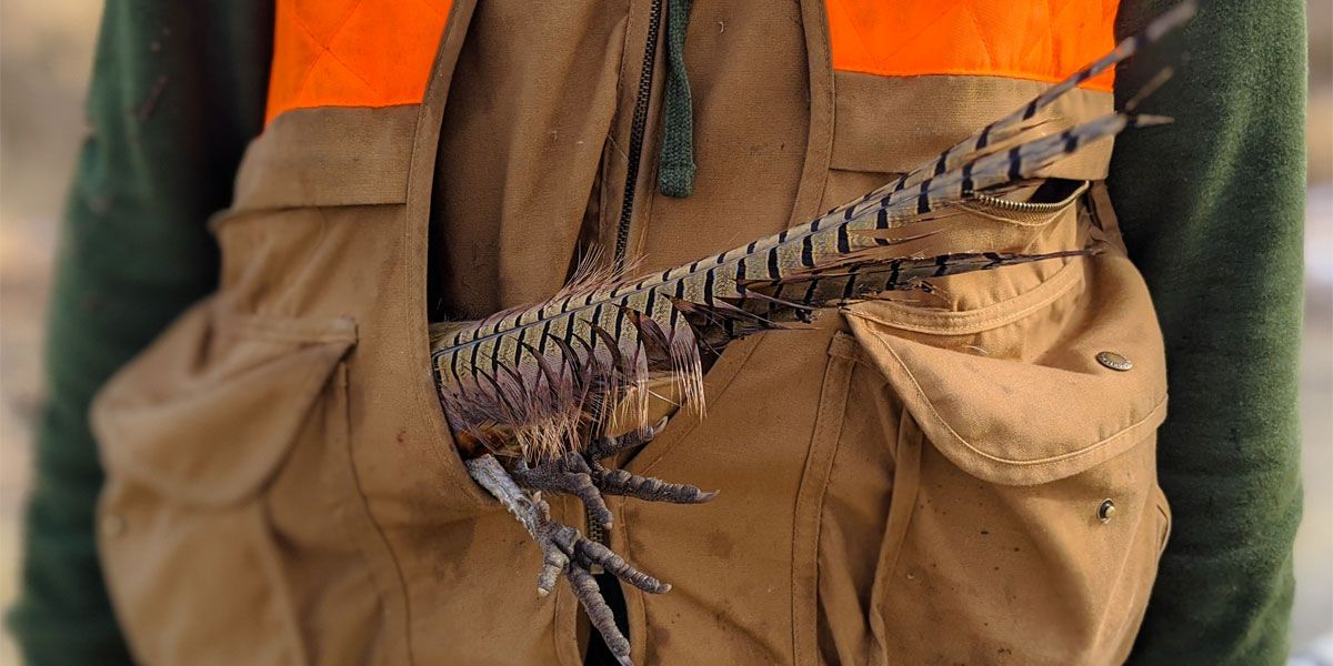 Pheasant Hunting Added to Two Idaho Panhandle Locations for 2021