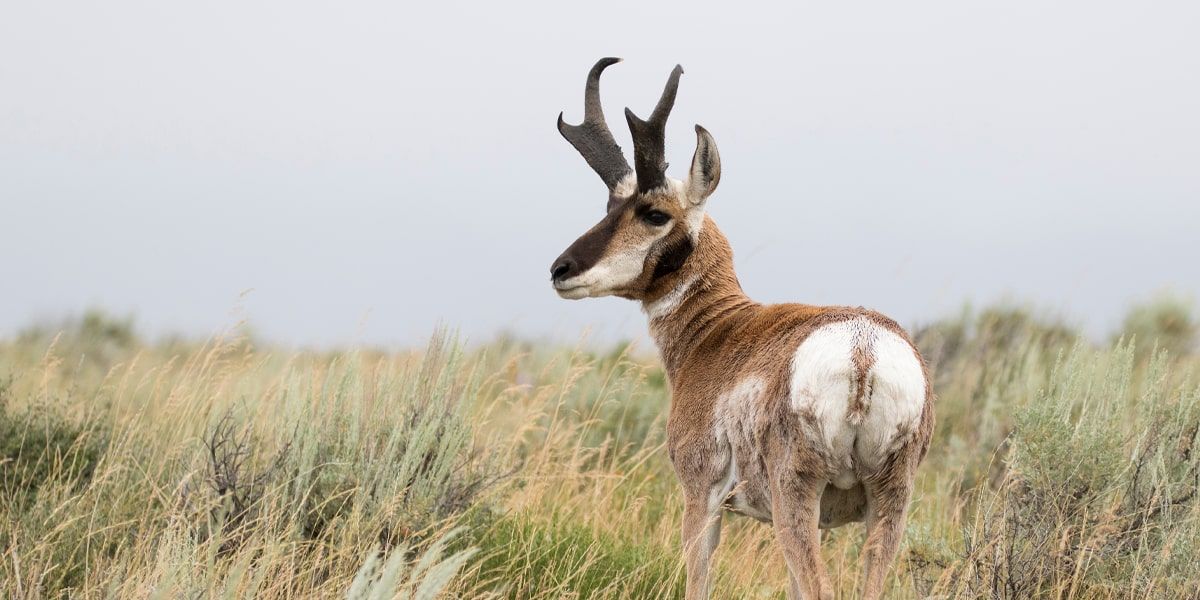 Wyoming Announces Fewer Antelope Tags for 2021