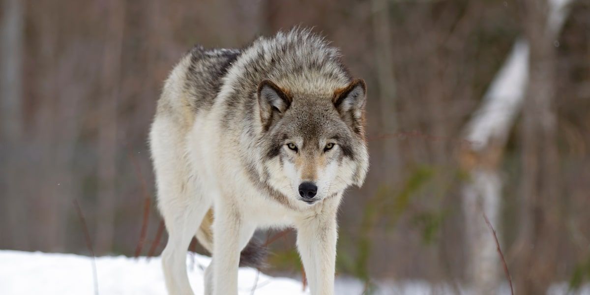 Wisconsin Wolf Hunt on Hold Until at Least Next Year