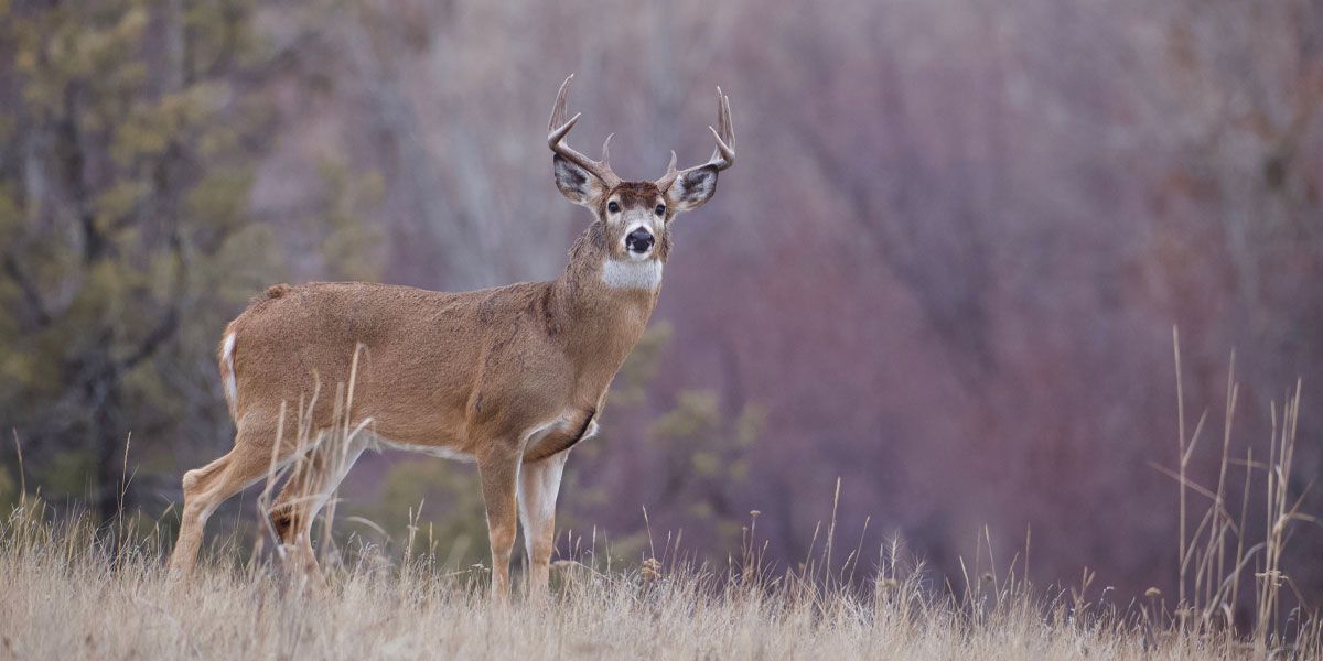 Indiana’s New Reserved Hunt System
