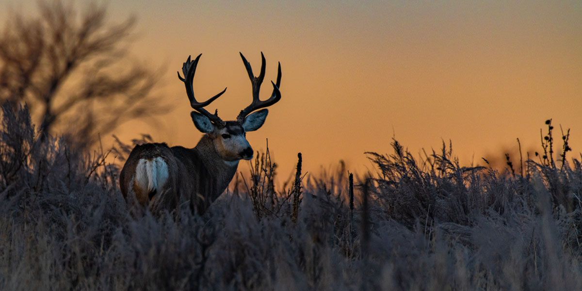 AZGFD Introduces New Online Hunter Education Certification Courses ...