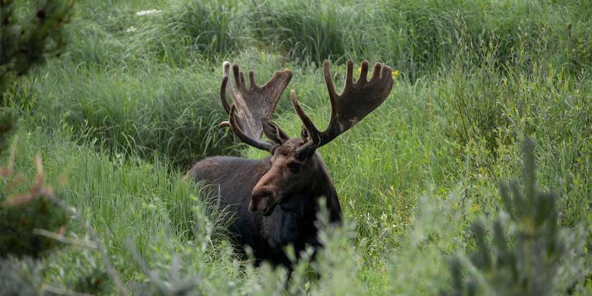 Montana Bighorn Sheep & Moose Draw Error: Fewer Licenses Will Be Issued ...