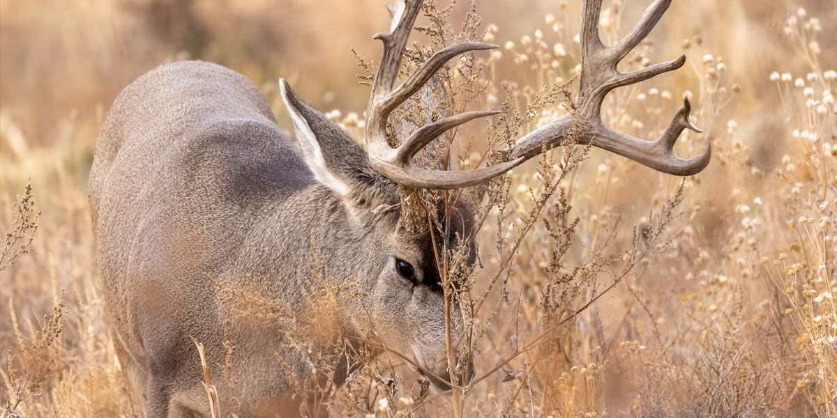 Arizona Offers Additional Big Game Hunting Opportunities