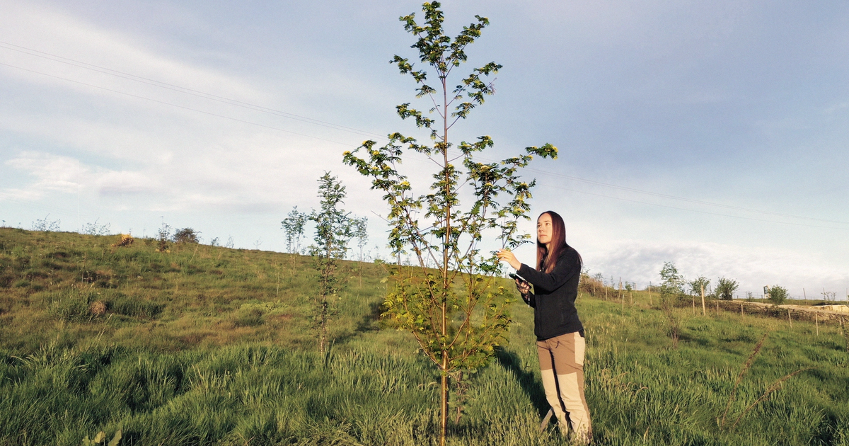 Land Life | Innovating Nature Restoration & Reforestation