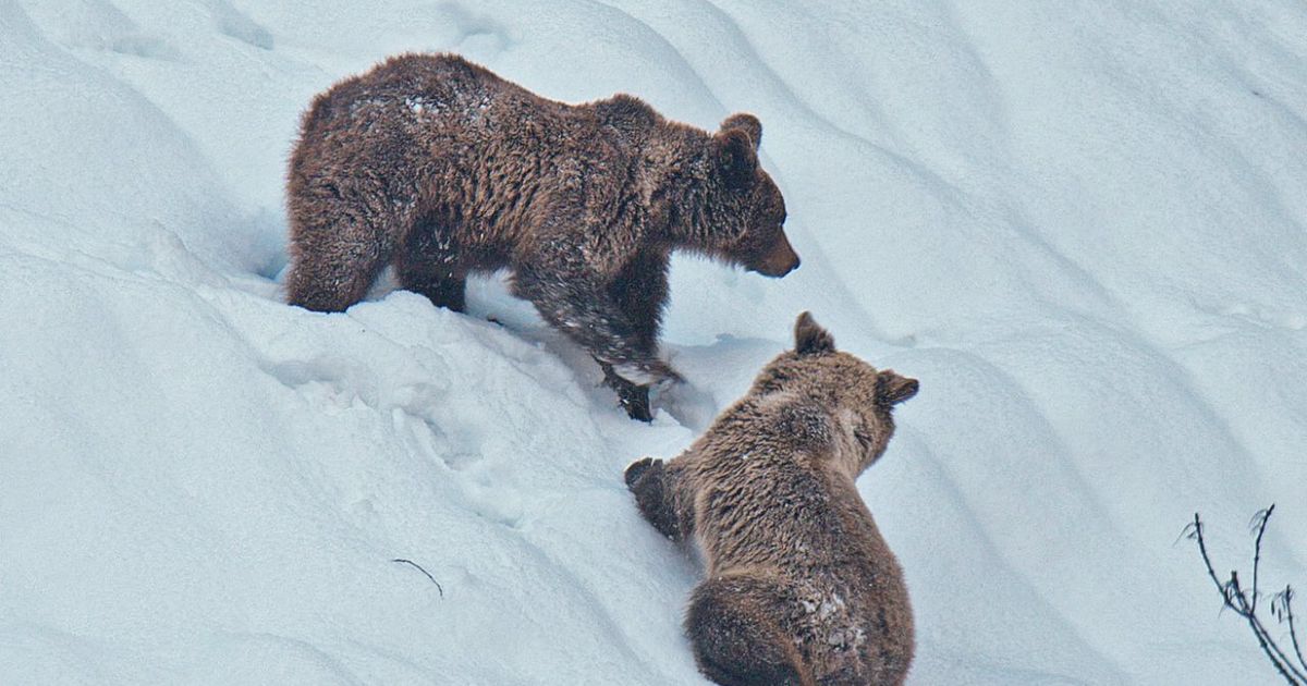 The Fall & Rise of the Cantabrian Brown Bear | Land Life