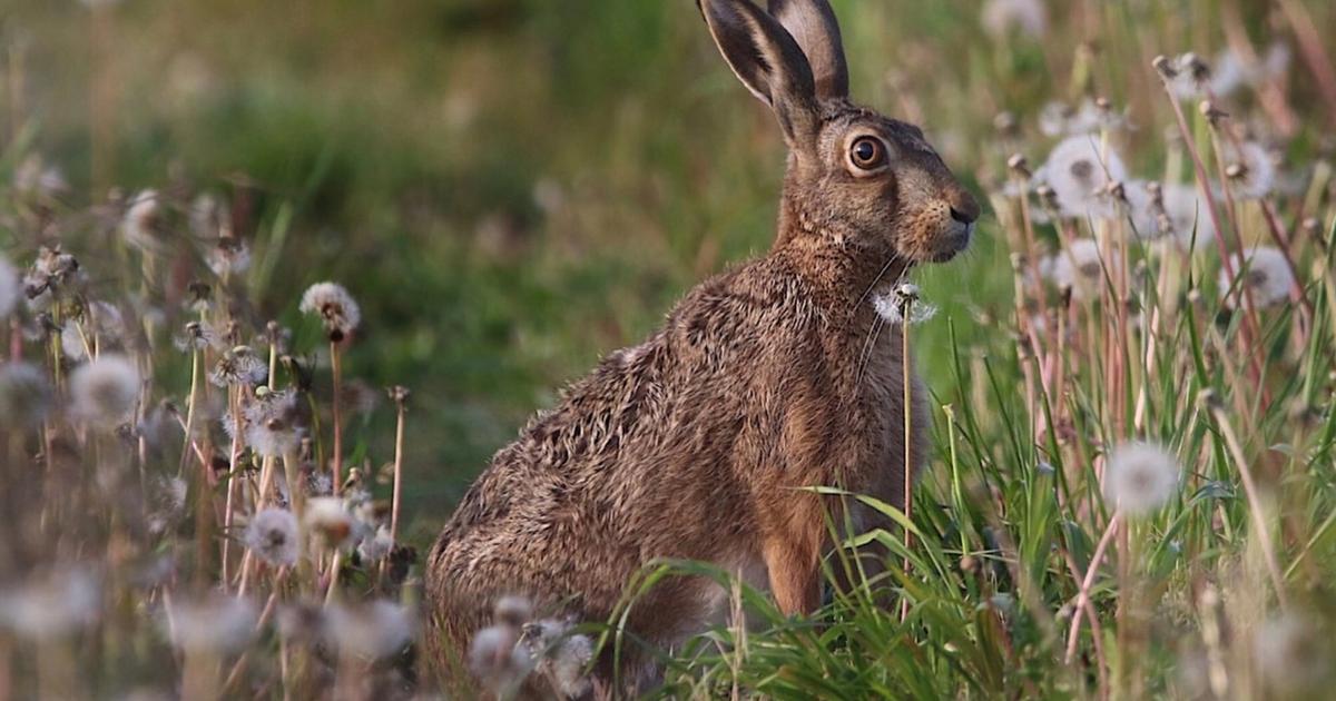 Forest biodiversity | Wildlife habitat restoration | Land Life | Land Life