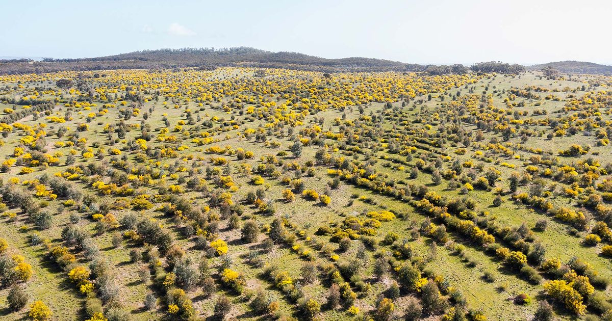 Reforestation Projects in Australia | Land Life