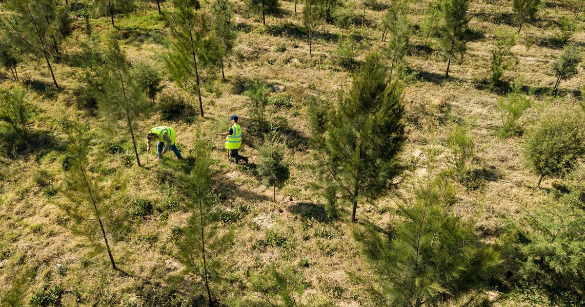 Carbon Project Developer | USA Reforestation | Land Life