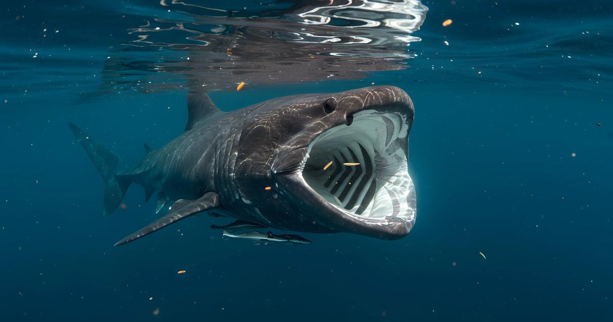 Brugde: En gigant i norske farvann