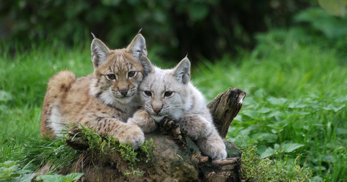 Gaupe: Skandinavias største kattedyr