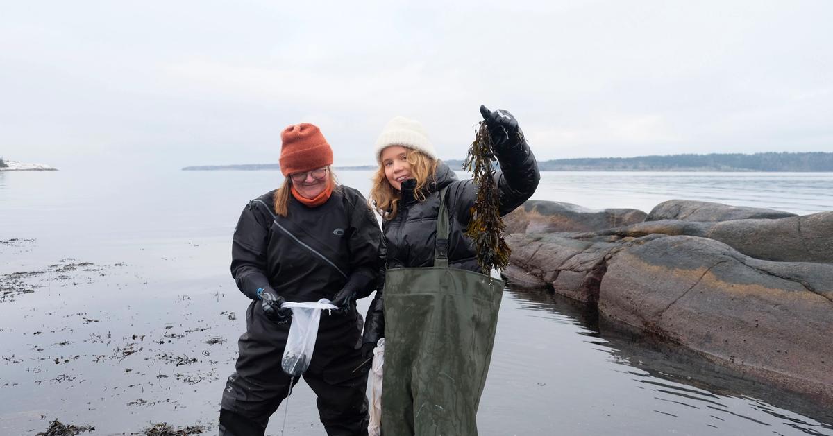 Kan vi dyrke Oslofjorden frisk igjen?