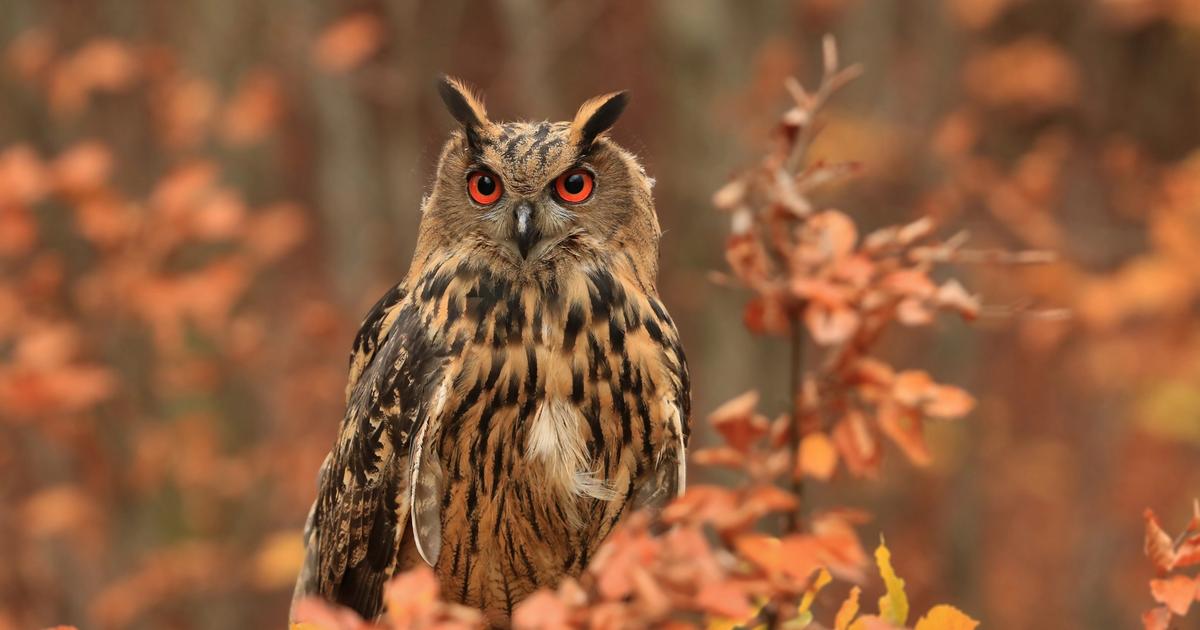 Hubro: vår største ugle