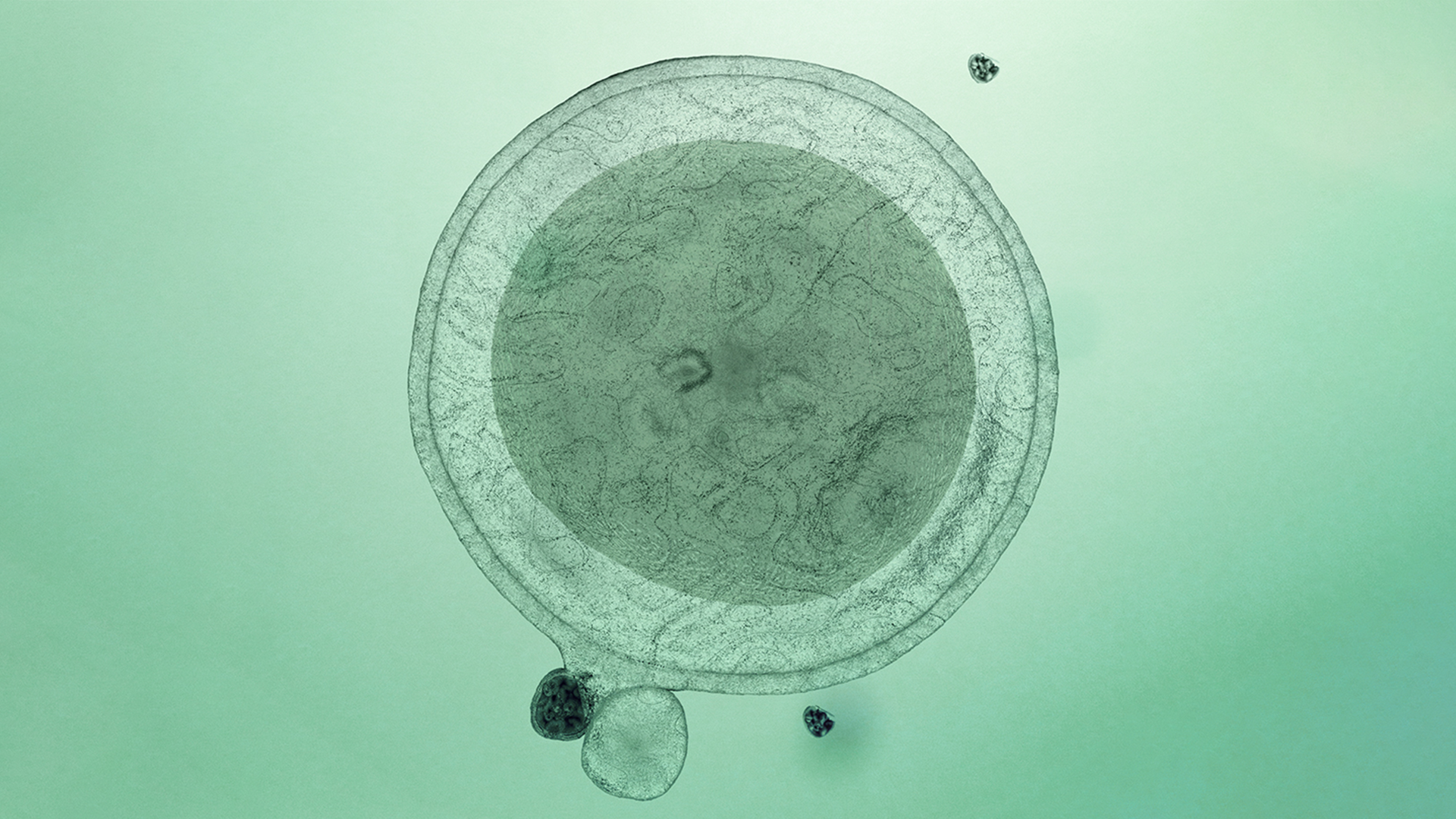 Cellerator