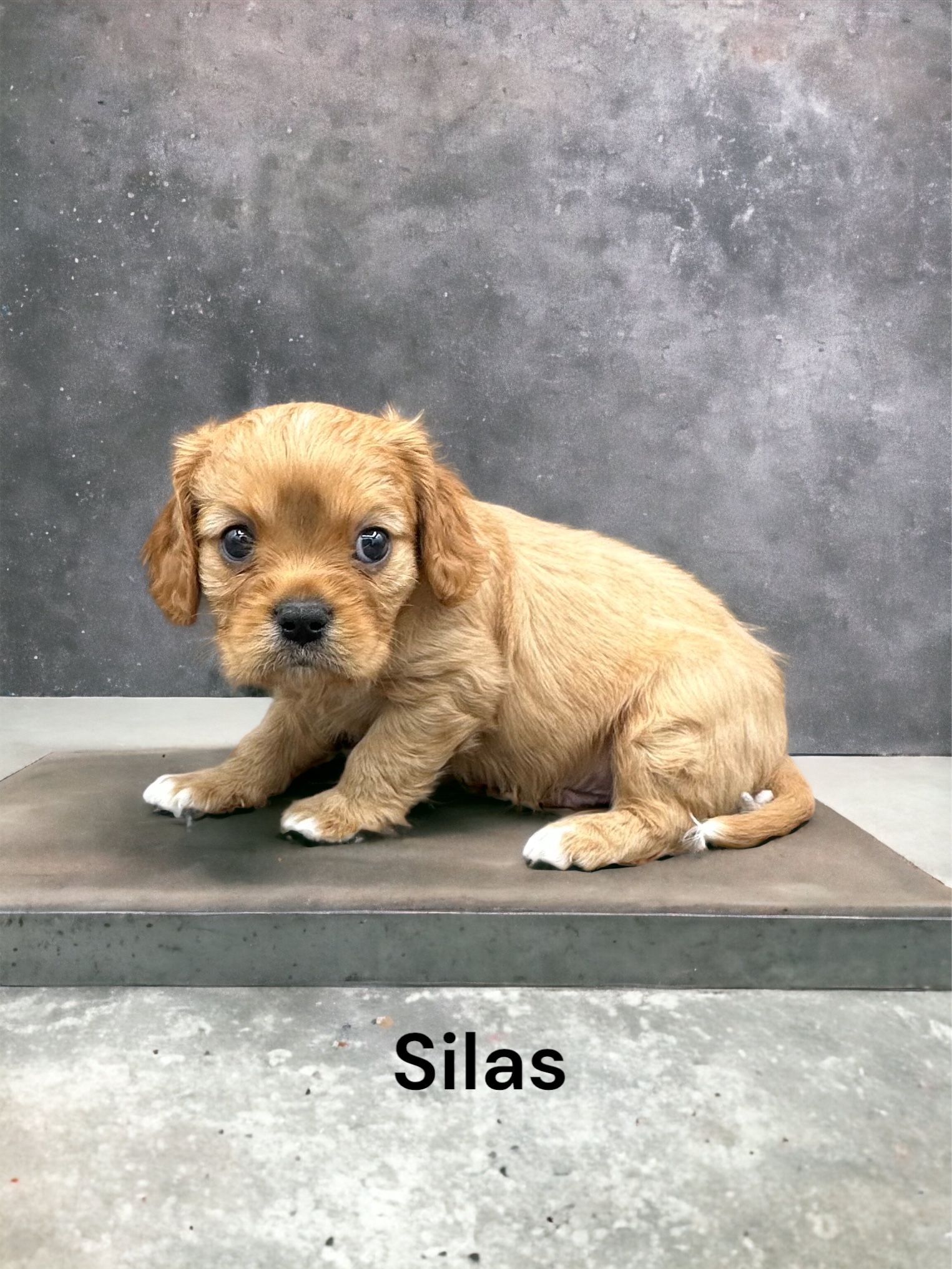 Available Puppies - Krystal Pup