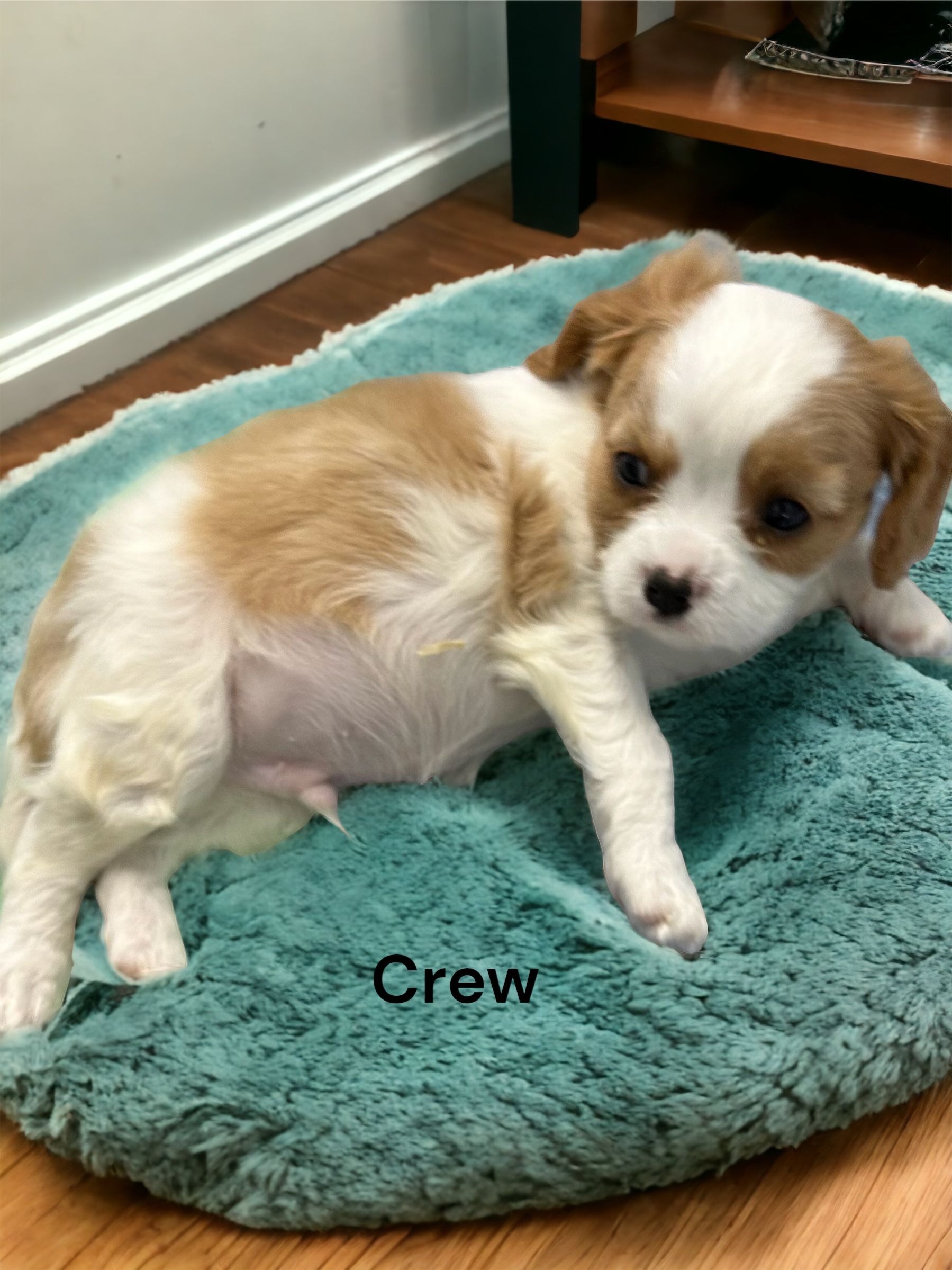 Available Puppies - Krystal Pup