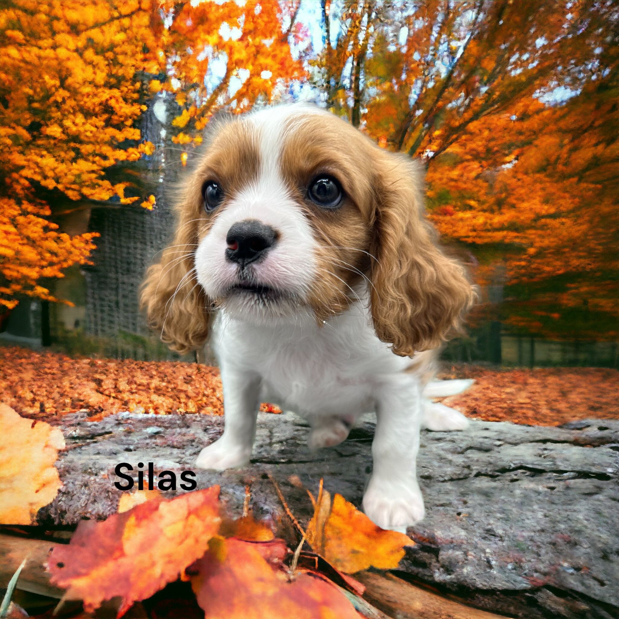 Available Puppies - Krystal Pup