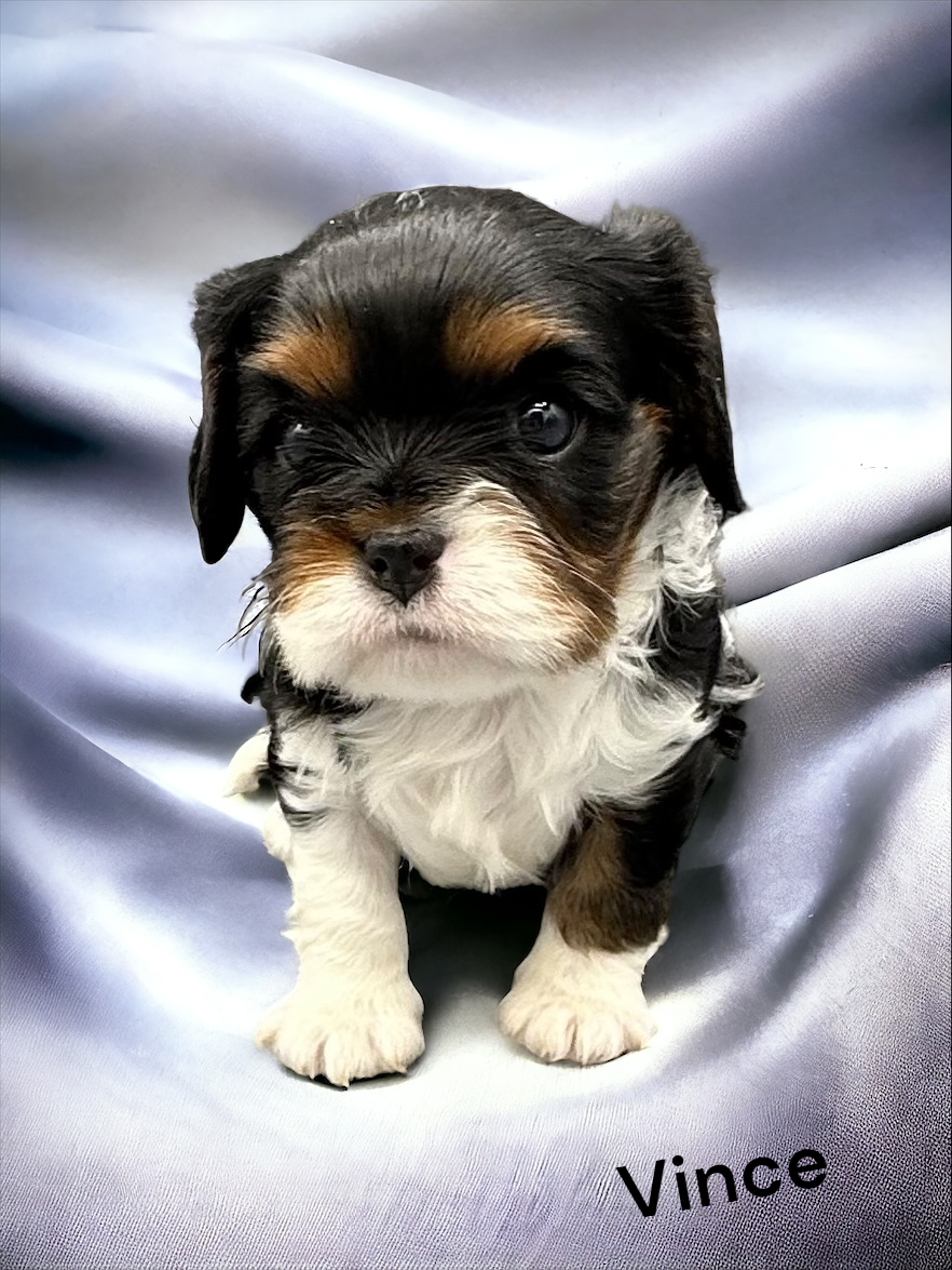 Available Puppies - Krystal Pup