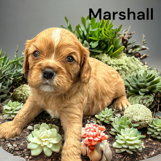 Available Puppies - Krystal Pup