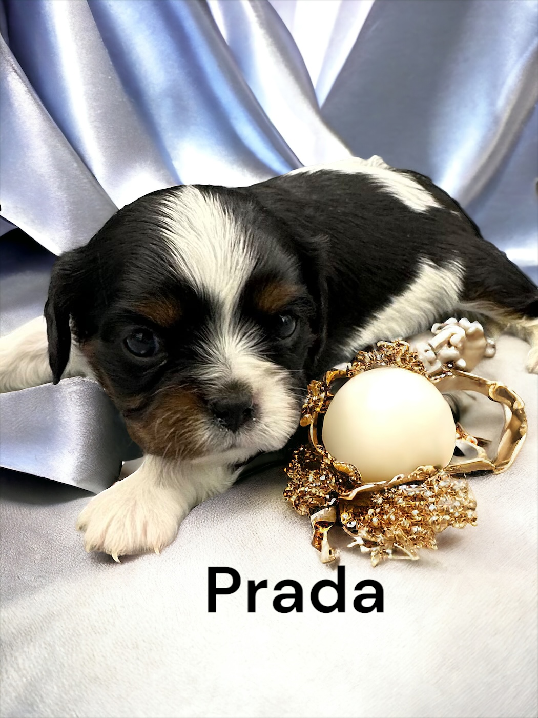 Available Puppies - Krystal Pup