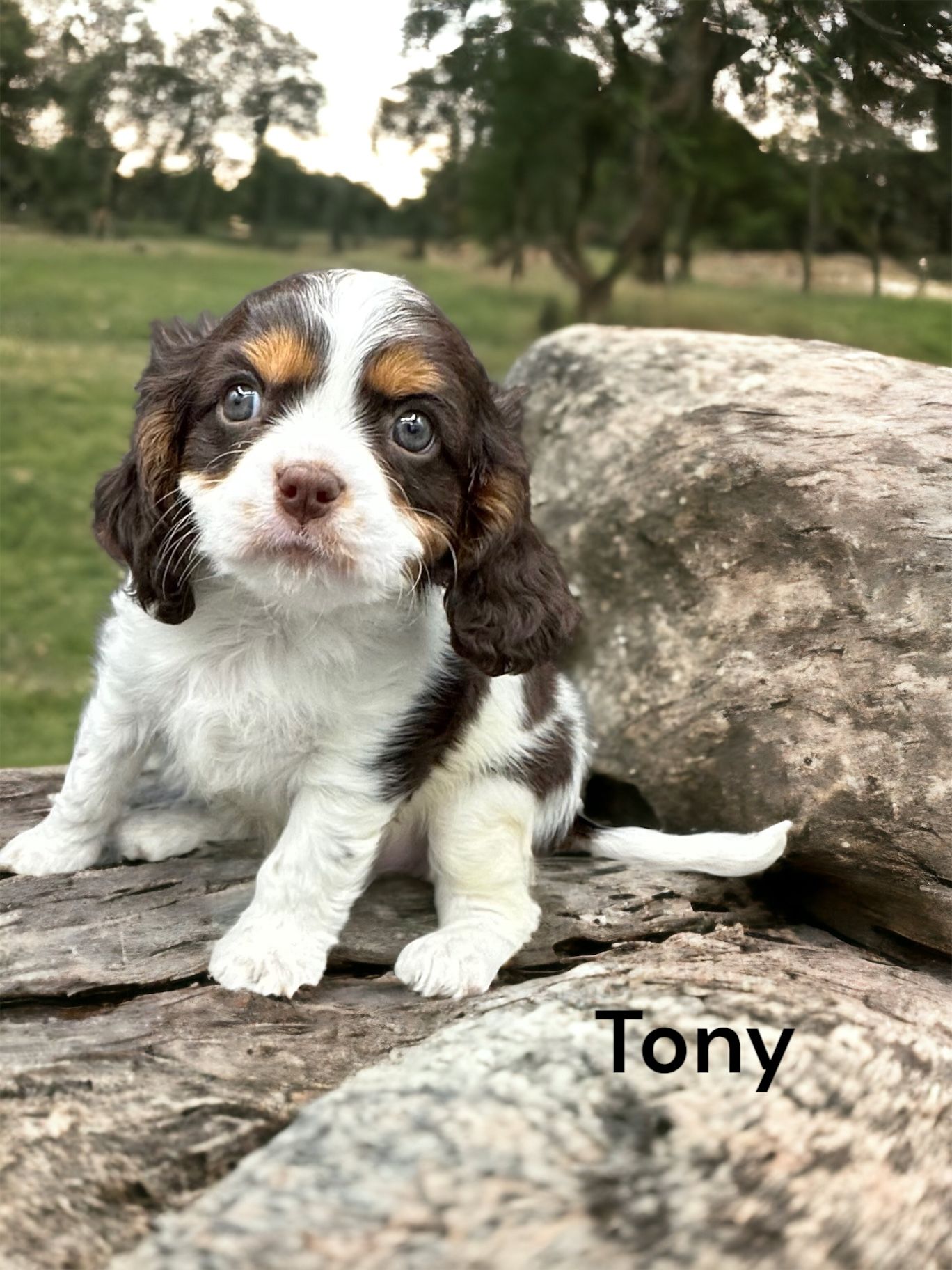 Available Puppies - Krystal Pup