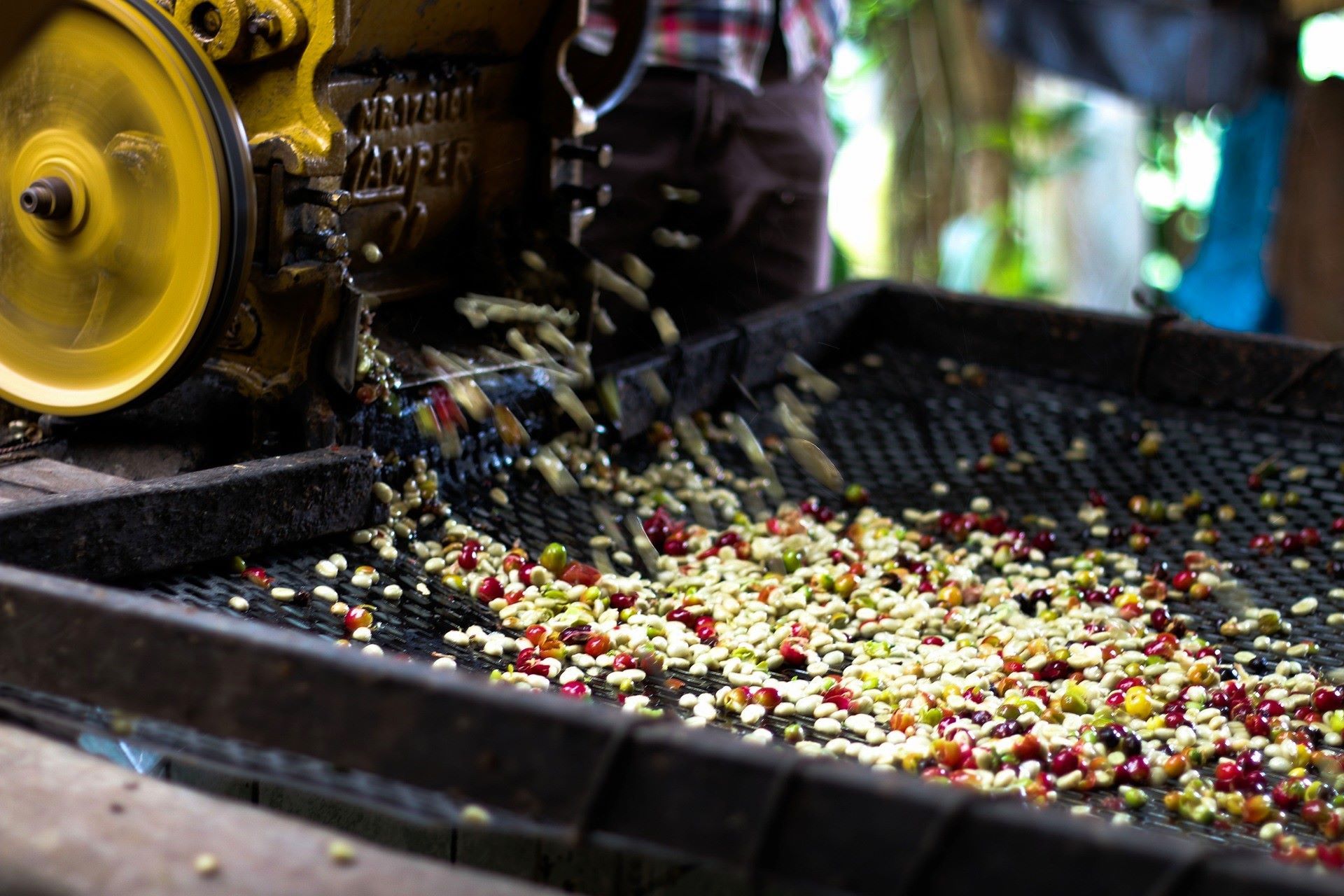 Washed Process Coffee: From Harvest to Green Coffee Beans