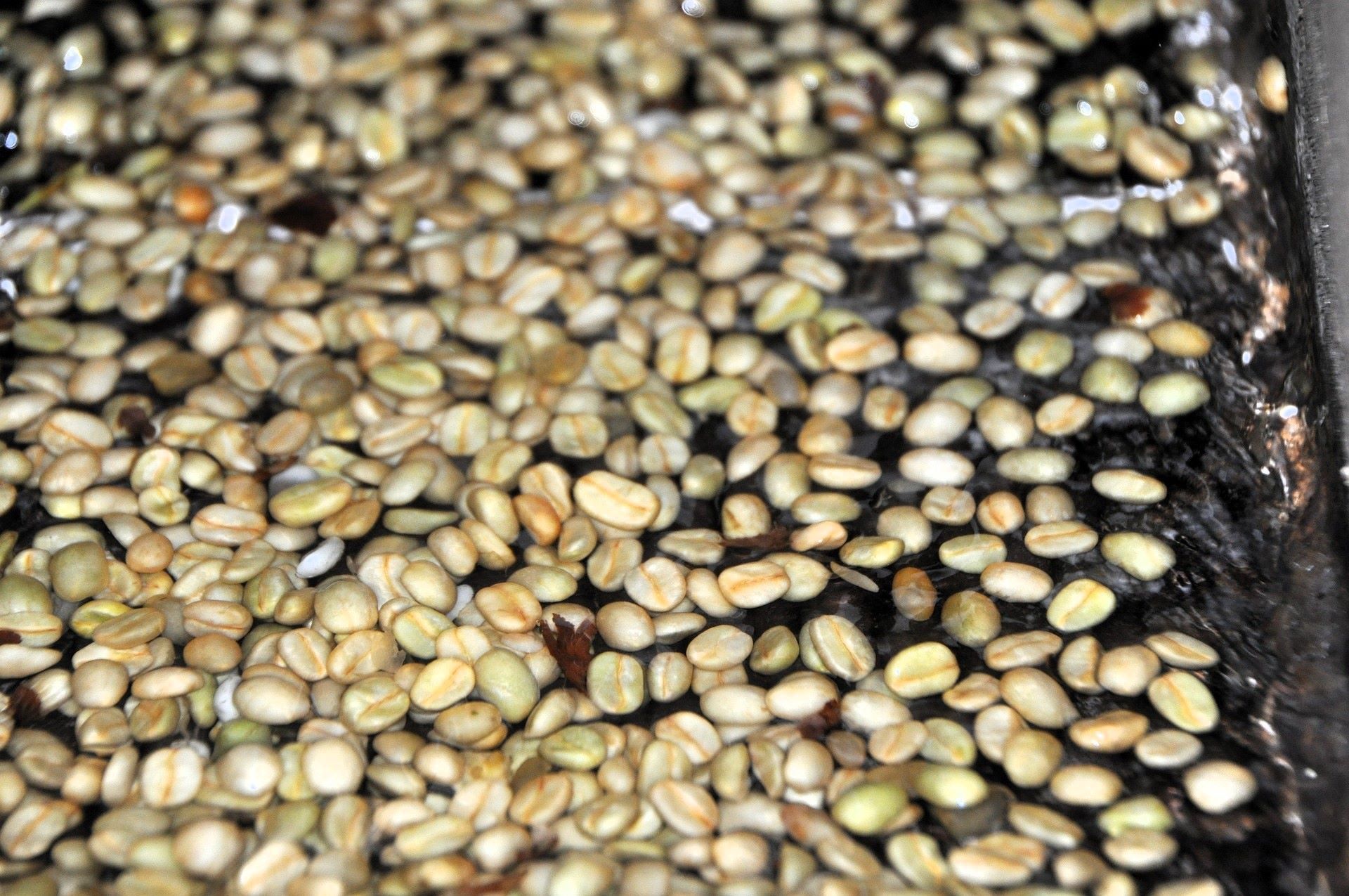 Washed Process Coffee: From Harvest to Green Coffee Beans