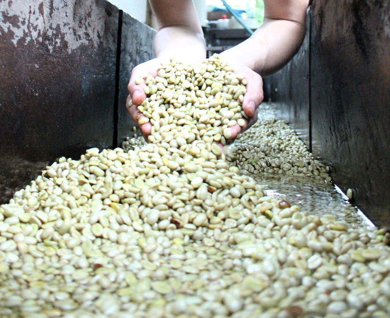 Honey Process Coffee: Unraveling the Allure