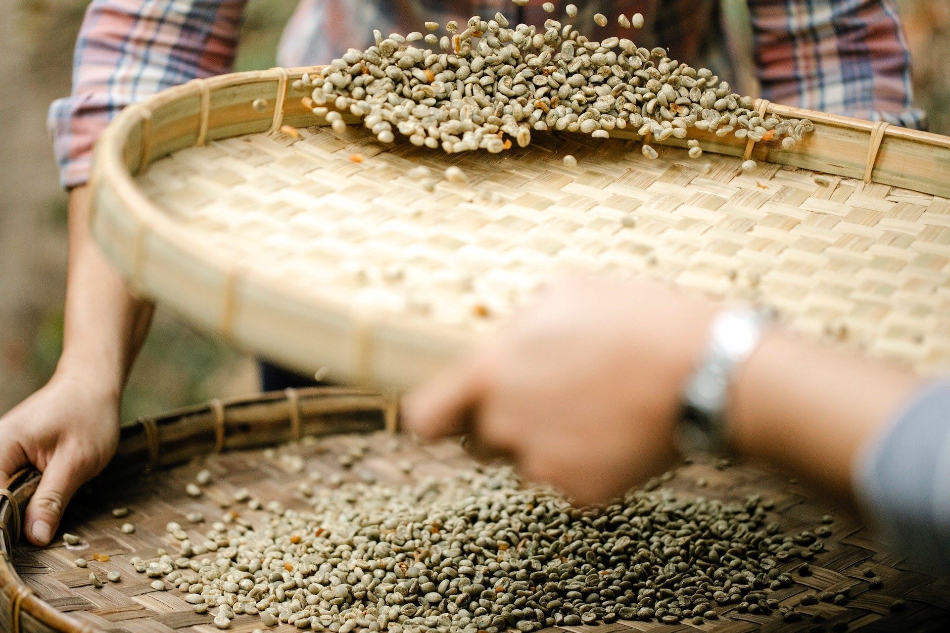 Washed Process Coffee: From Harvest to Green Coffee Beans