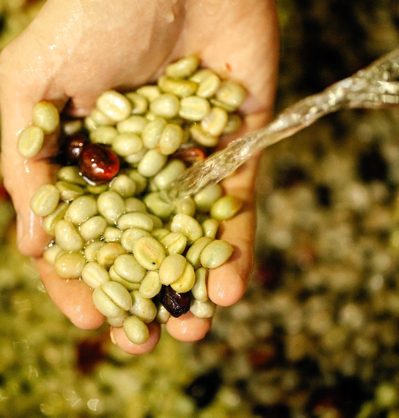 Washed Process Coffee: From Harvest to Green Coffee Beans