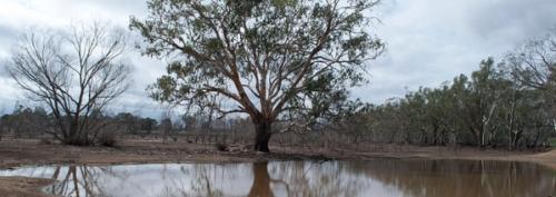 Beyond Heritage – Djaara Climate Change Strategy