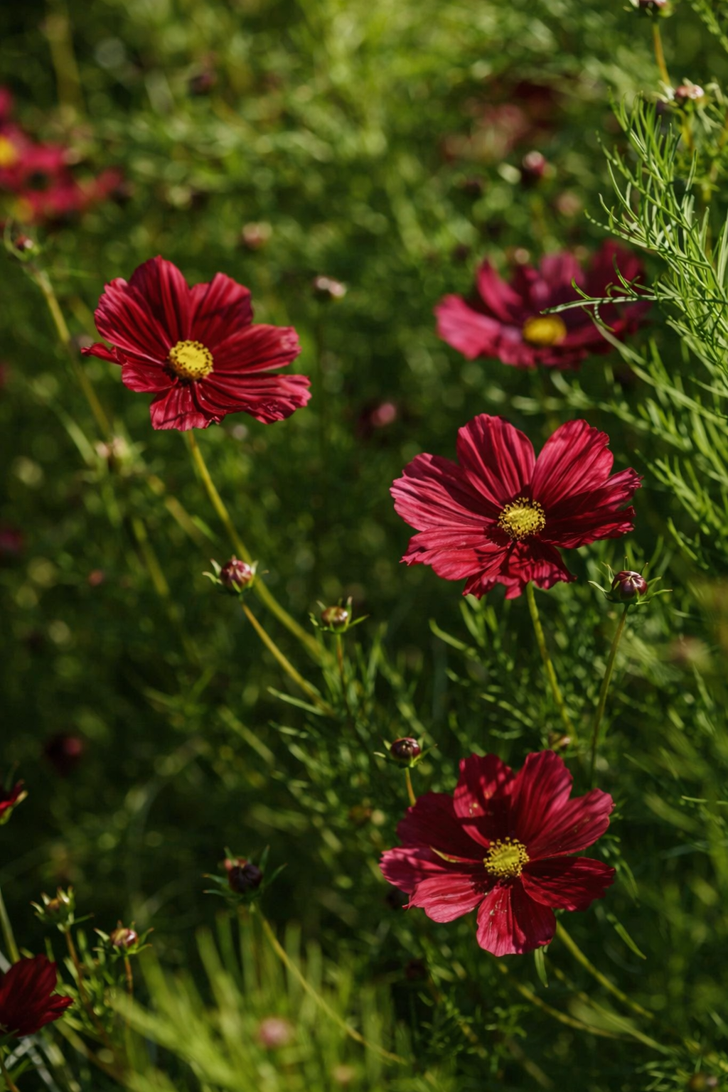 Cosmos Rubenza Seeds | Deep Red Cut Flowers for Pollinators