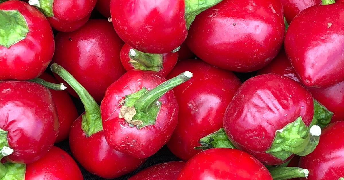 Chilli 'Little Bomb' Seeds | Capsicum annuum