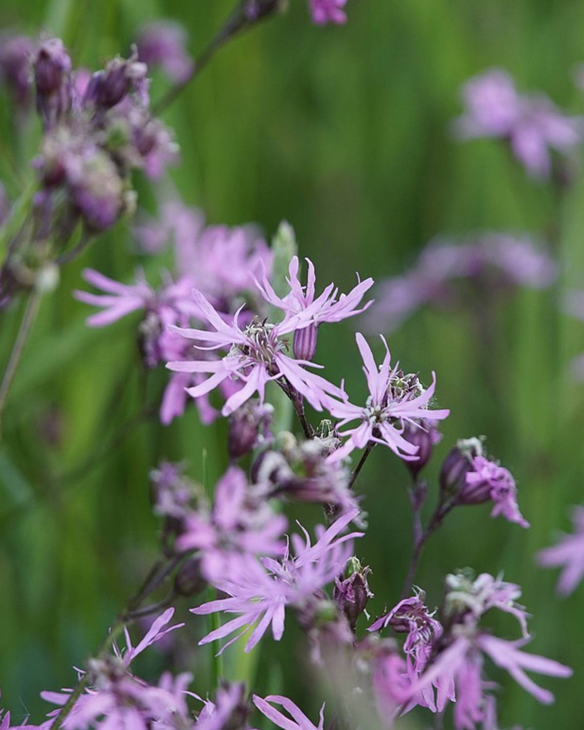 Ragged Robin Seeds | Lychnis flos-cuculi