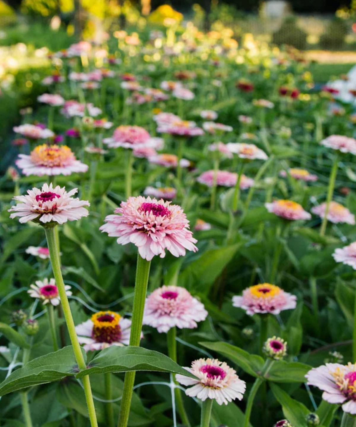 Zinnia 'Zinderella Lilac' Seeds | Cut Flower Seeds