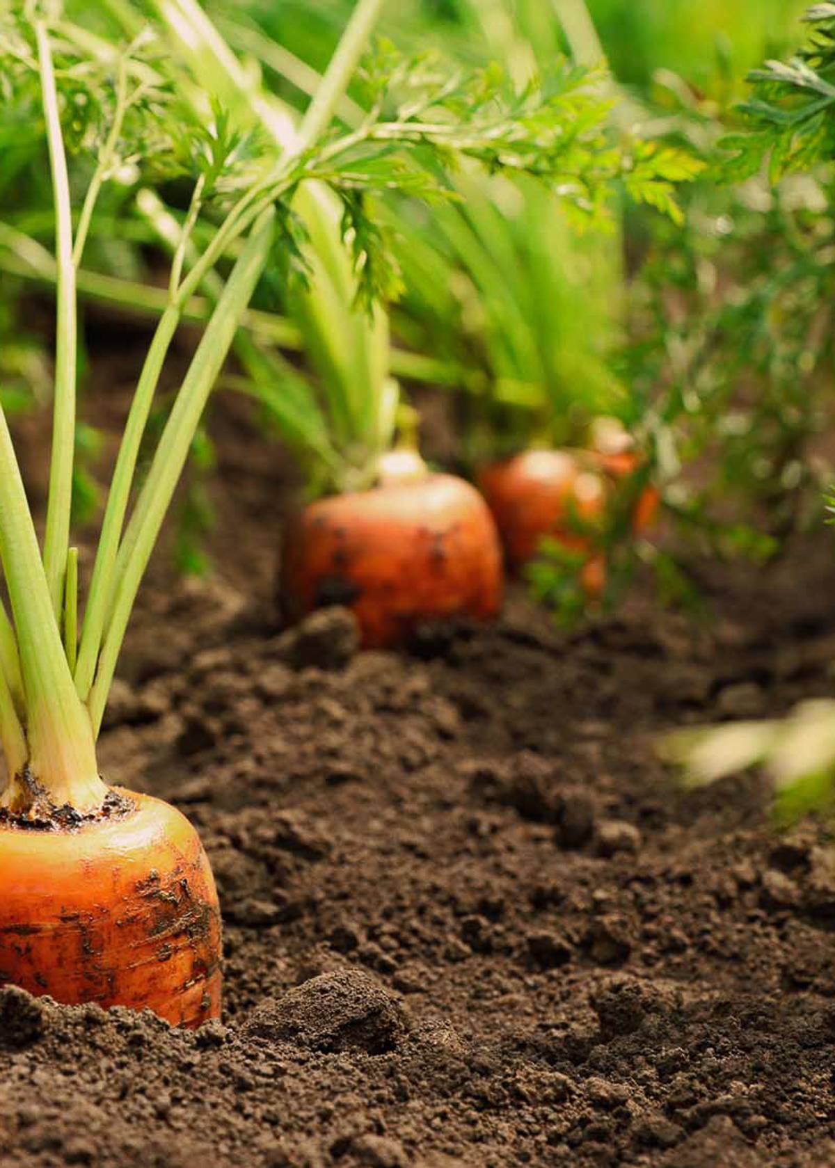 Carrot 'Paris Market Atlas' Seeds | Vegetable Seeds