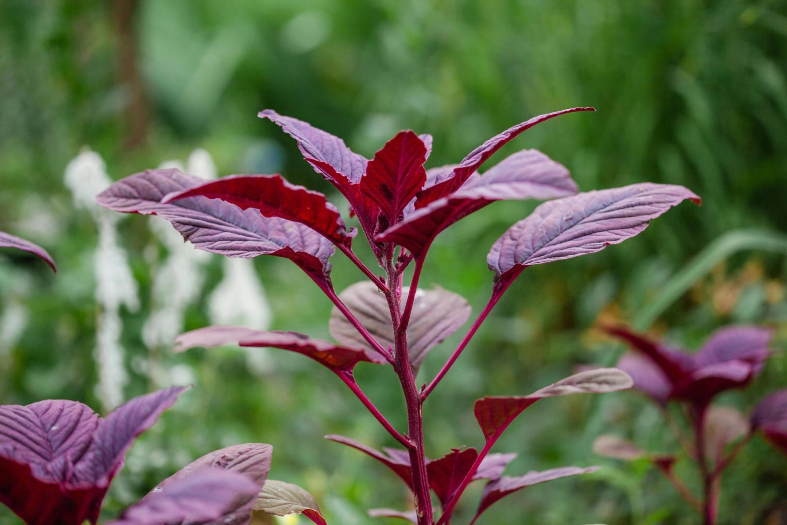 Amaranth 'Red Army' Seeds | Ornamental Amaranthus | Herboo