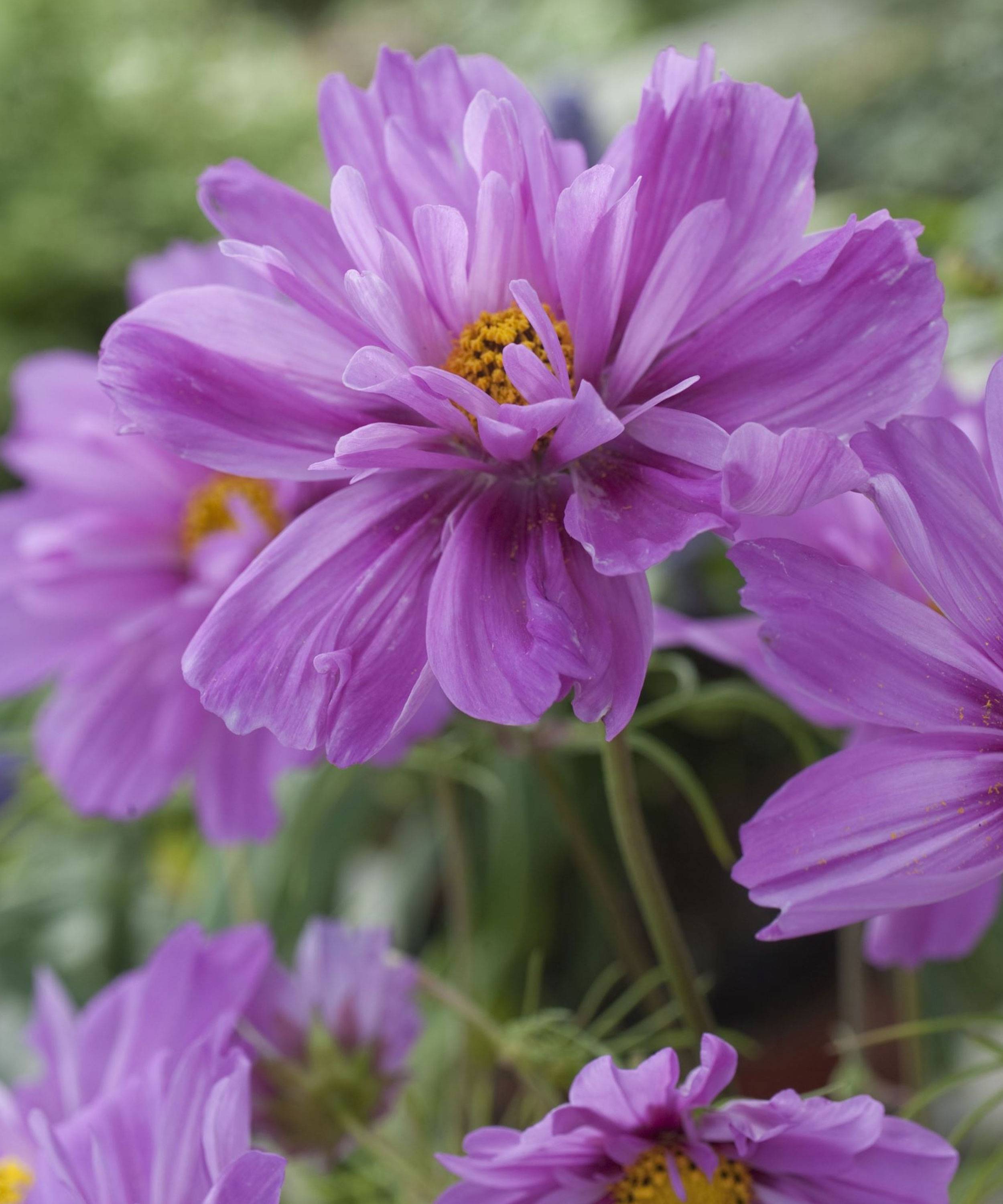 Cosmos Fizzy Pink Seeds | Cosmos Bipinnatus