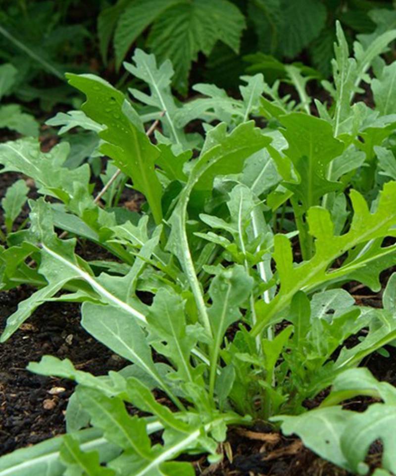 Wasabi Rocket Seeds | Vegetable Seeds