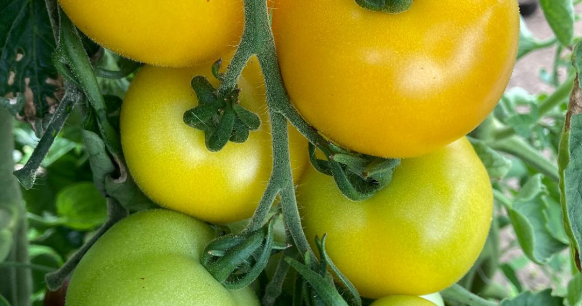 Tomato Golden Sunrise Seeds | Vegetable Seeds
