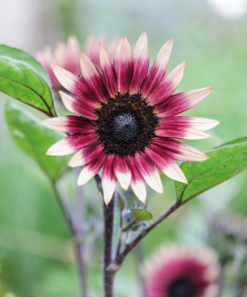 Sunflower 'Ms Mars' Seeds | Helianthus Annuus 'Ms Mars'