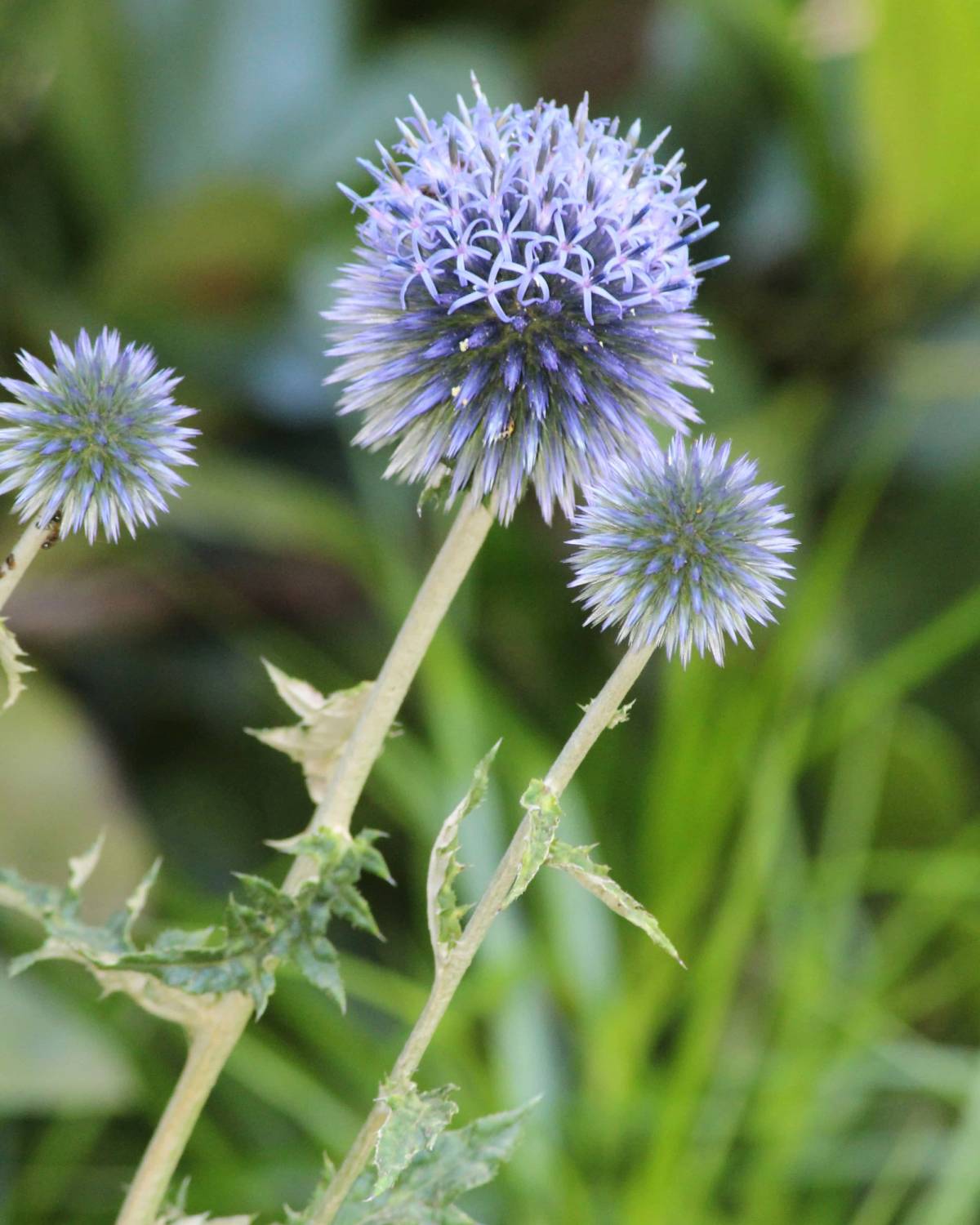 Echinops 'Blue Veitch' | Globe Thistle | Flower Seeds