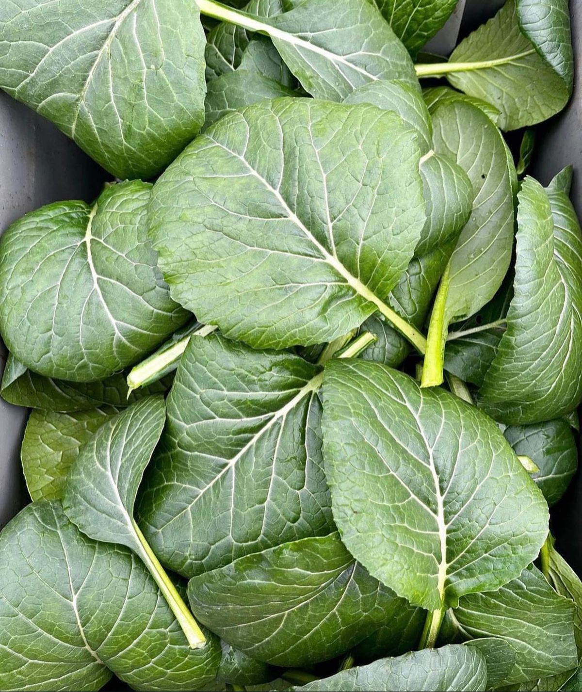 Komatsuna Seeds | Mild Mustard Spinach | Herboo