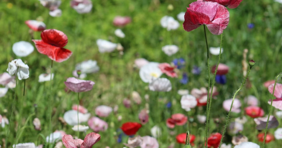 Mother of Pearl Poppy Seeds | Papaver Rhoeas Seeds